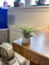 Air Plant Pots 3D Printer Model Download Free STL File - 3axis.co