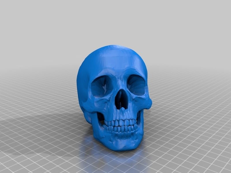 Sliced Human Skull With Mandible And Teeth 3D Printer Model Download ...