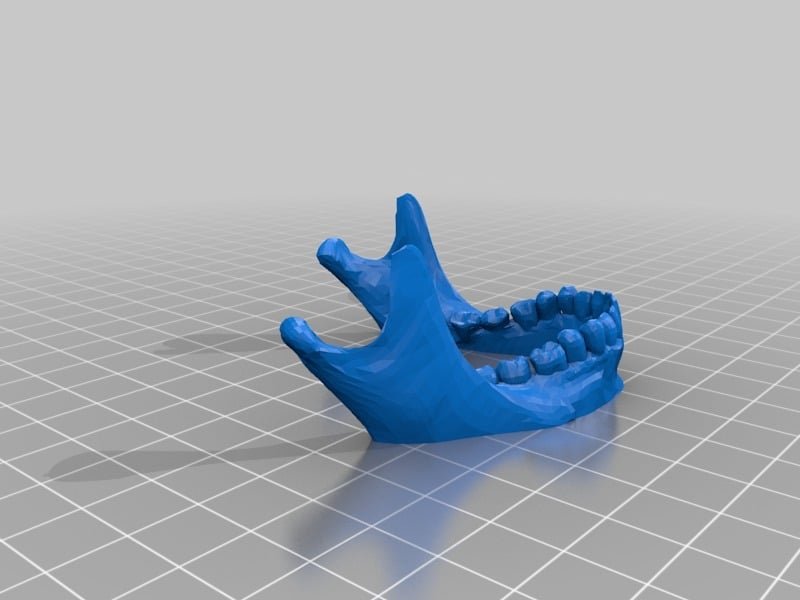 Sliced Human Skull With Mandible And Teeth 3D Printer Model Download ...