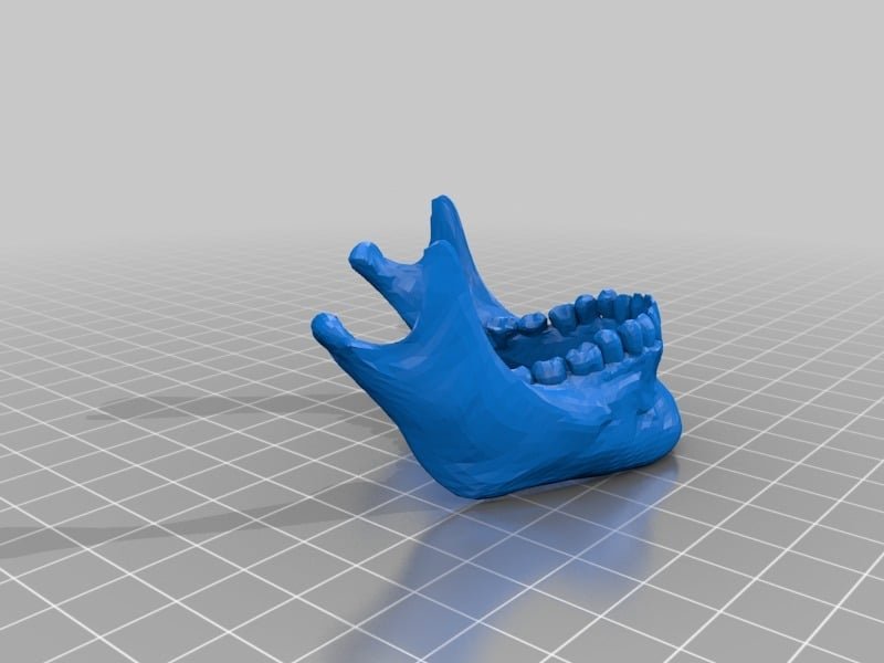 Sliced Human Skull With Mandible And Teeth 3D Printer Model Download ...