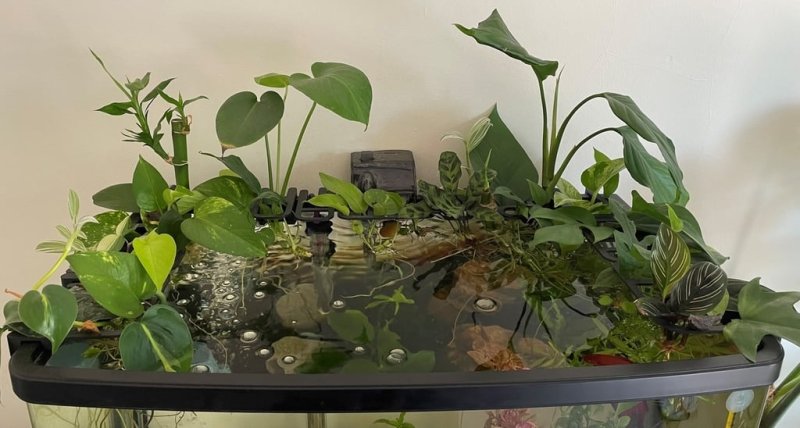 Aqua One Fish Tank Plant Holders 3D Printer Model Download Free STL ...