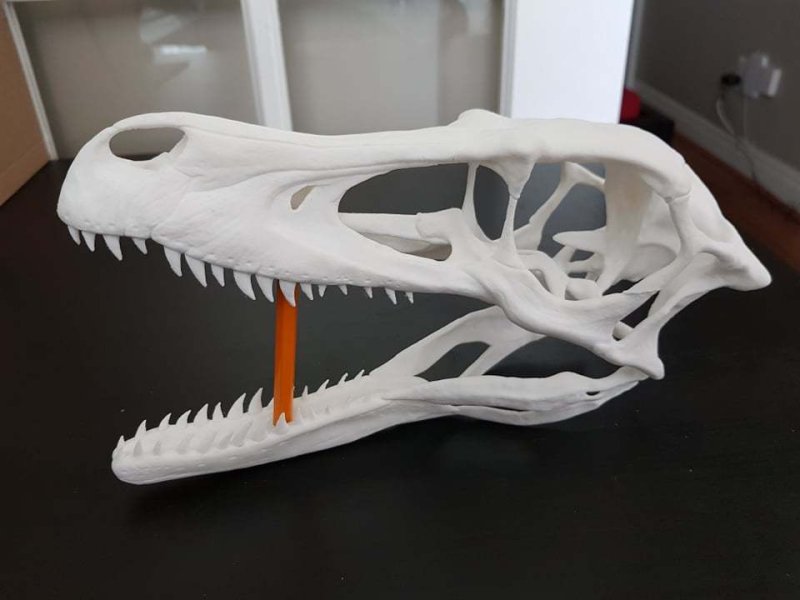 Full Size Velociraptor Skull – Easier Print 3D Printer Model Download ...